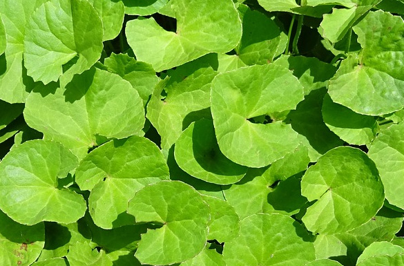 Oushadhi - Largest producer of Ayurvedic medicines